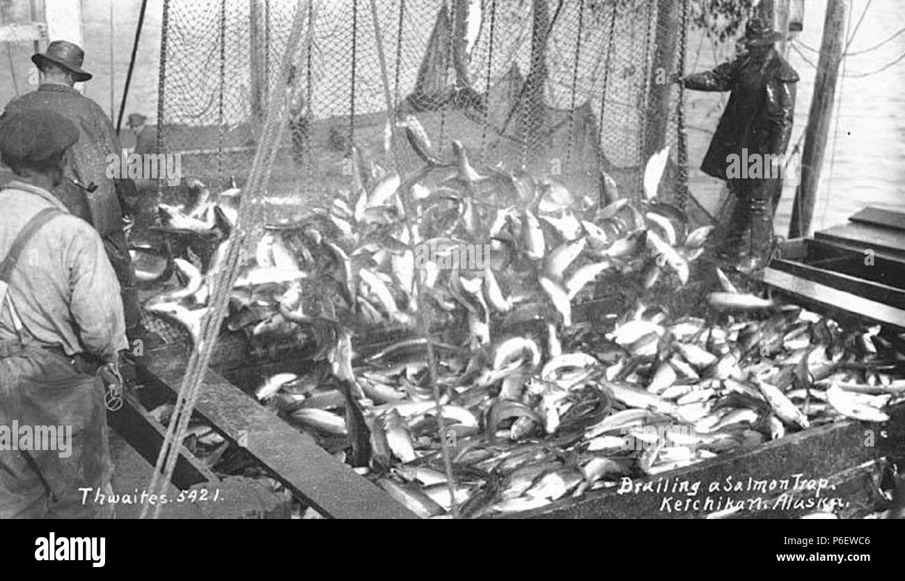 . English: Brailing a salmon trap, Ketchikan, ca. 1912 . English ...
