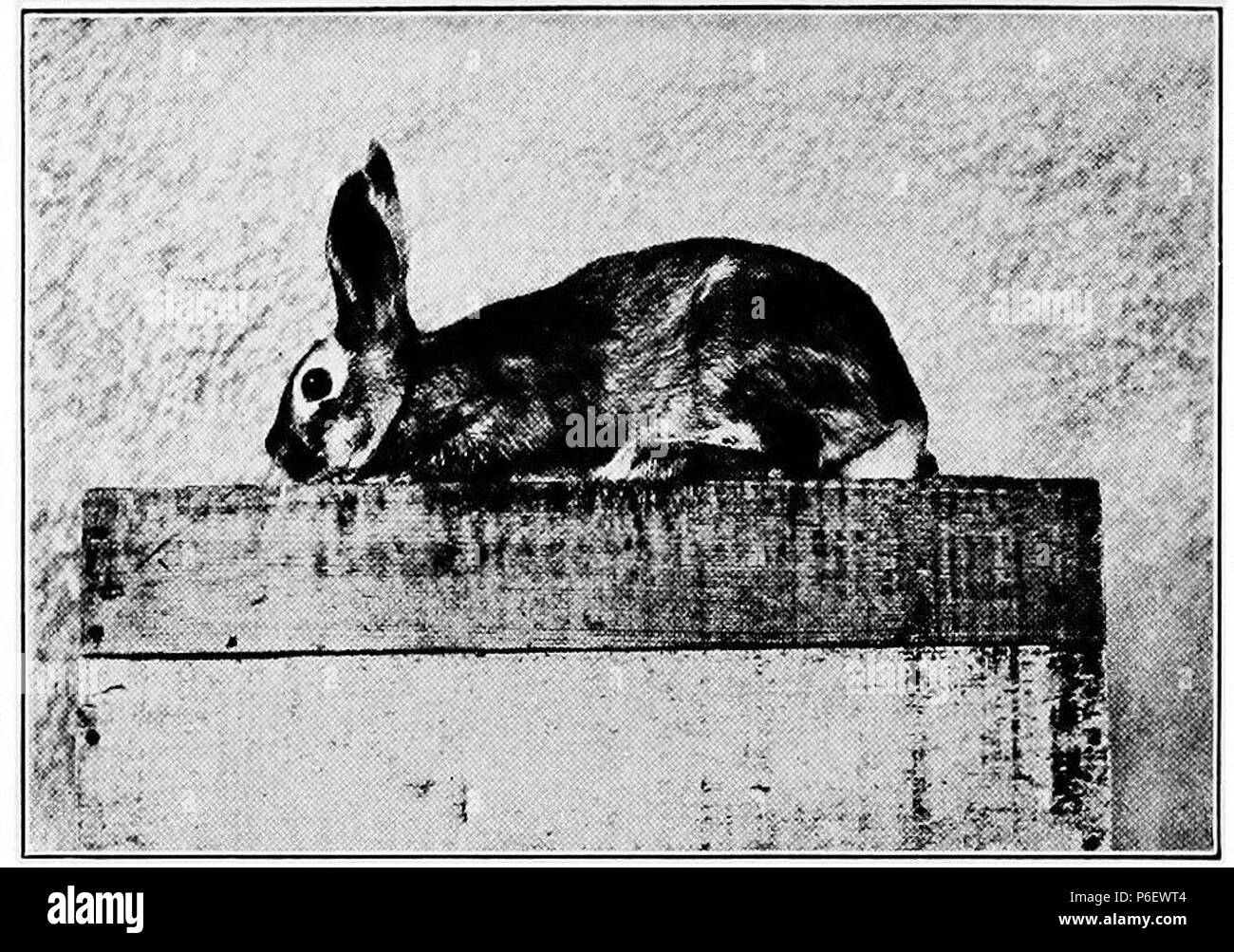 English: Scan from a book 'Care and Management of Rabbits' . 1920 9 ...