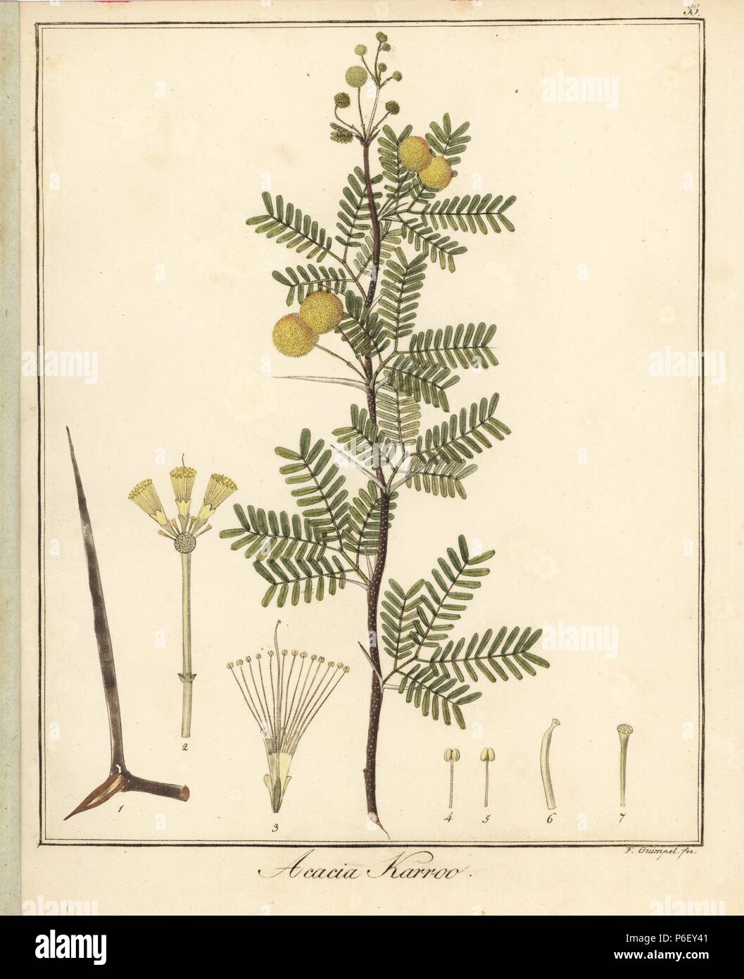 Acacia karroo hayne hi-res stock photography and images - Alamy