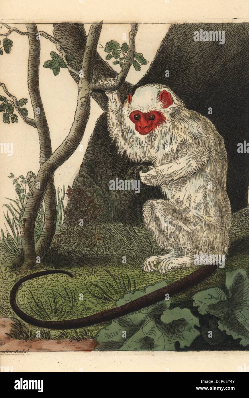 Silvery marmoset, Mico argentatus. Illustration drawn and engraved by ...