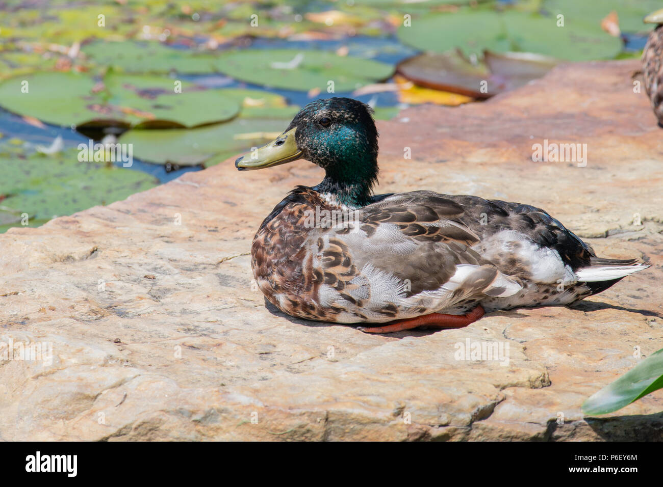 Animals in nature Stock Photo - Alamy