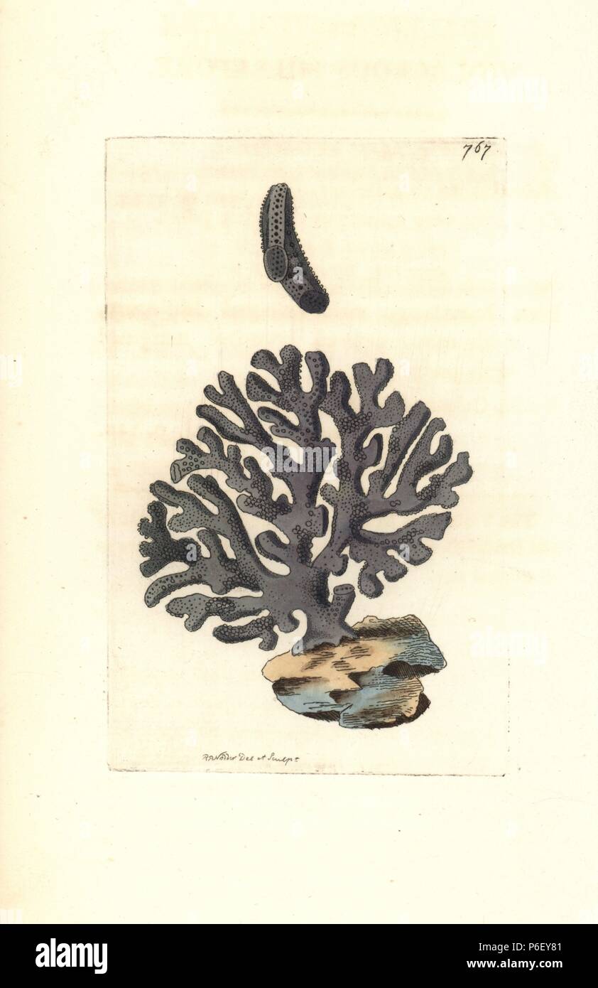Lace coral, Distichopora violacea. Illustration drawn and engraved by ...