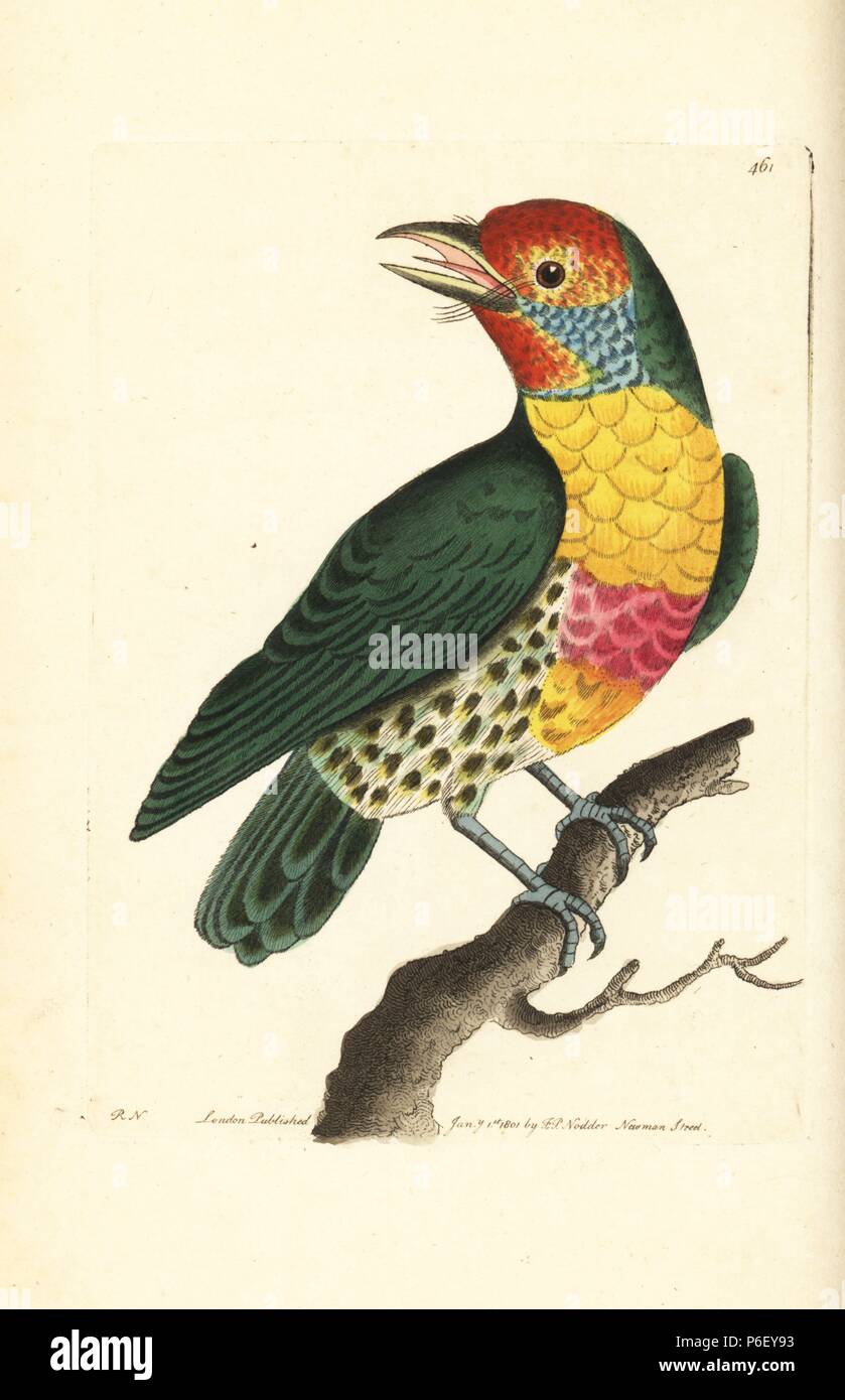 Versicoloured barbet, Eubucco versicolor (Mayna barbet, Bucco ...