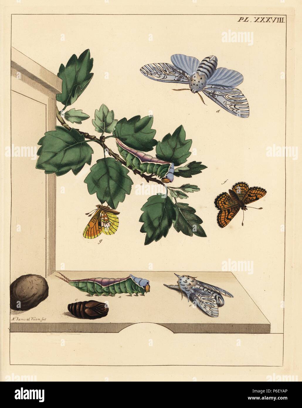 Puss moth, Cerula vinula, and heath or pearl-bordered likeness ...