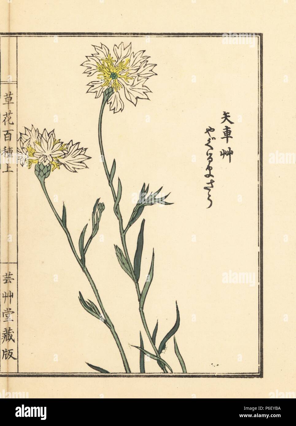 Yaguruma or Japanese centaury, Centaurea species. Handcoloured ...