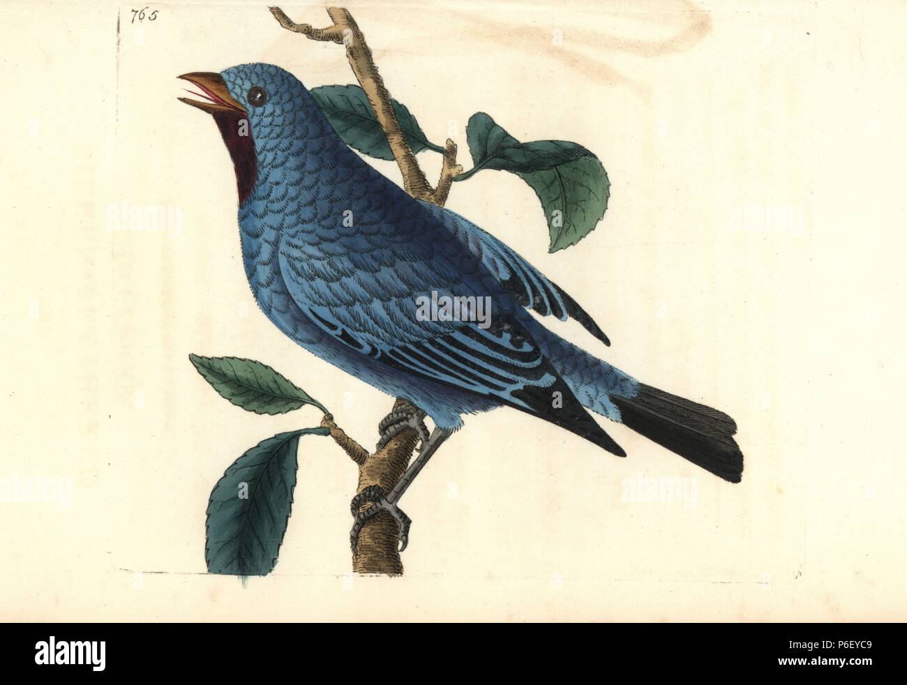 Plum-throated cotinga, Cotinga maynana. Illustration drawn and engraved ...