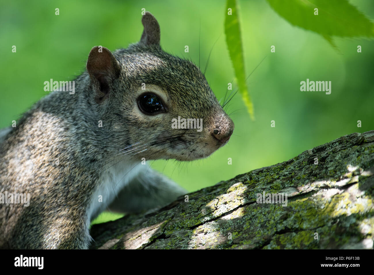 Animals in nature Stock Photo - Alamy