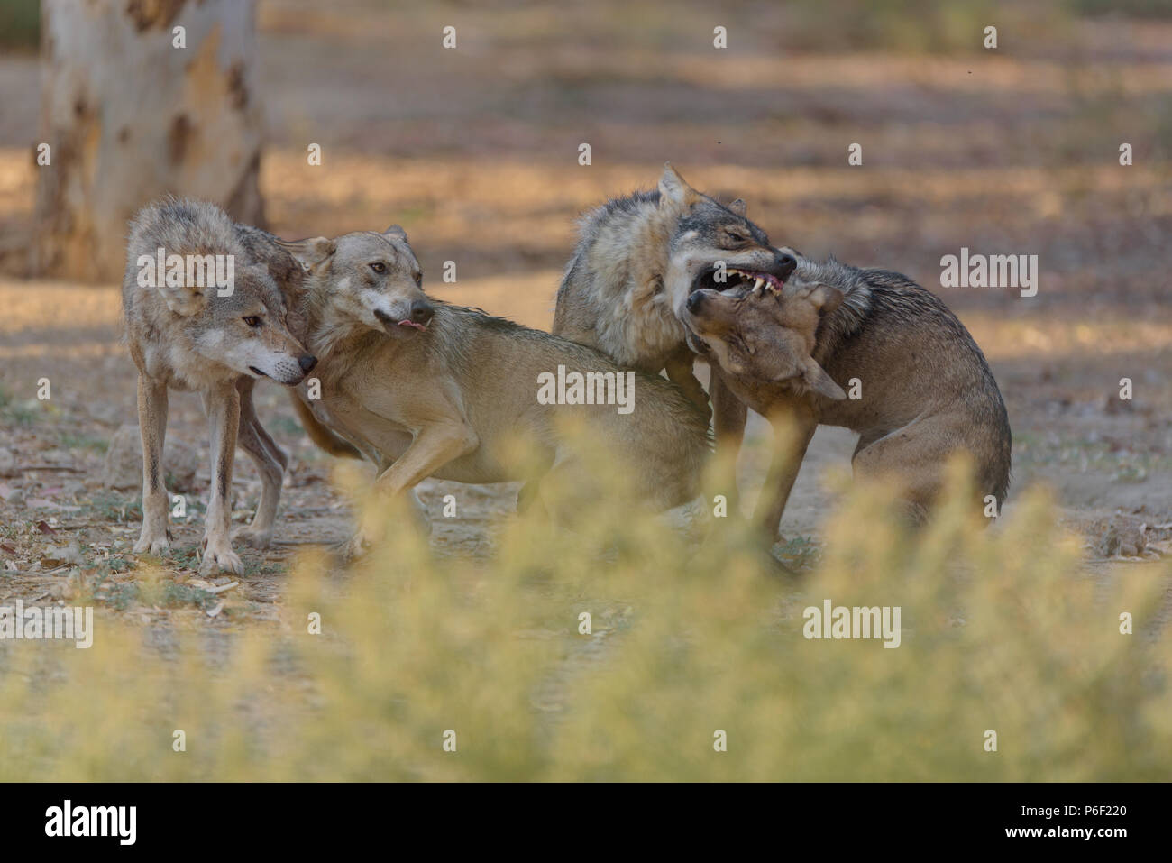 Albanian wolf hi-res stock photography and images - Alamy
