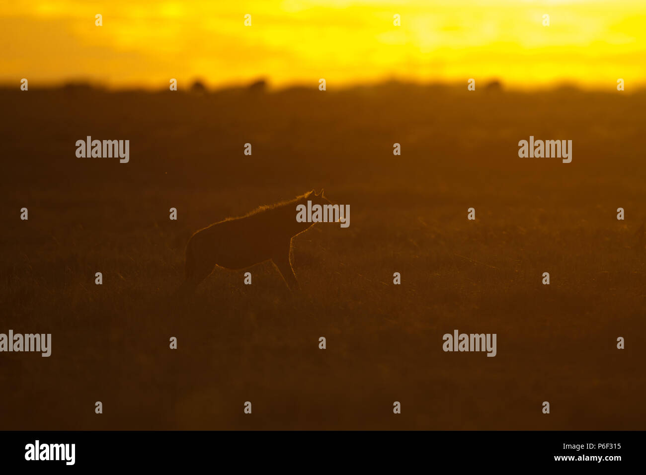 Hyena in golden light in wilderness Stock Photo - Alamy