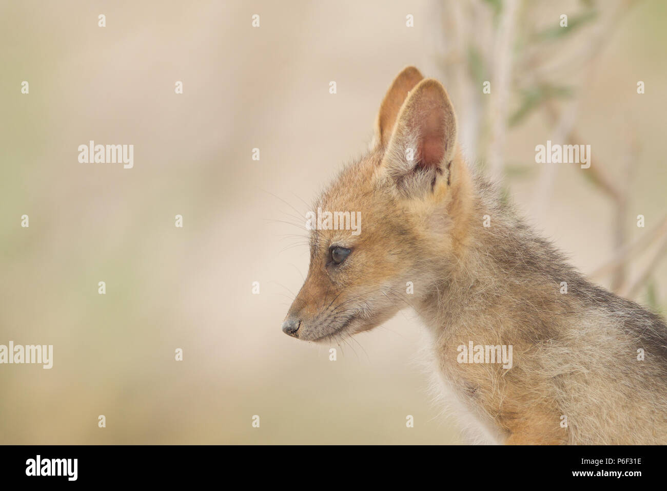 Jackal baby hi-res stock photography and images - Alamy