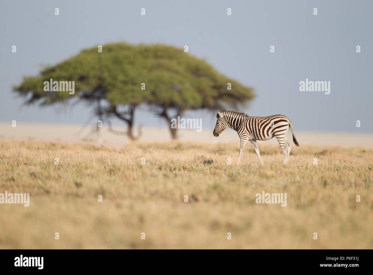 Baby zebra walking hi-res stock photography and images - Alamy