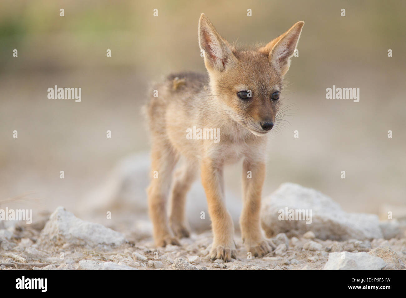 Black Backed Jackal Cub Stock Photo - Alamy