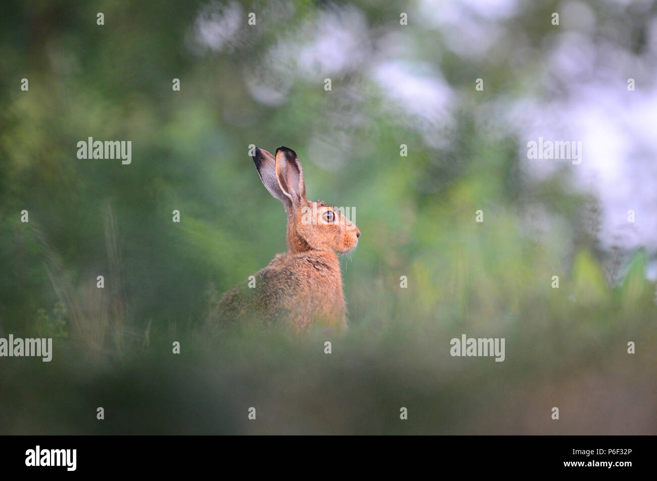 Jack rabbit Hare in the wilderness Stock Photo - Alamy