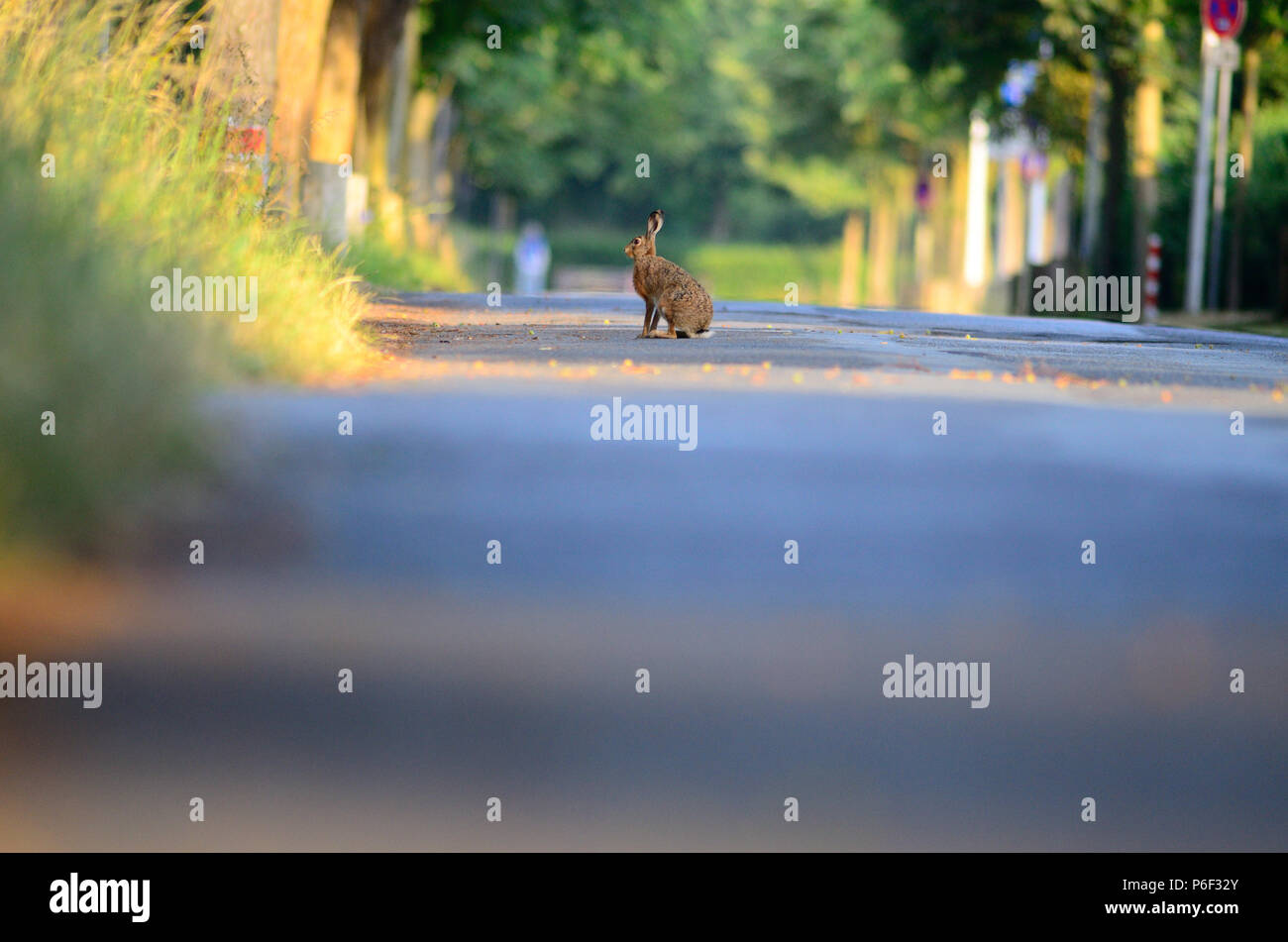 African rabbit hi-res stock photography and images - Alamy