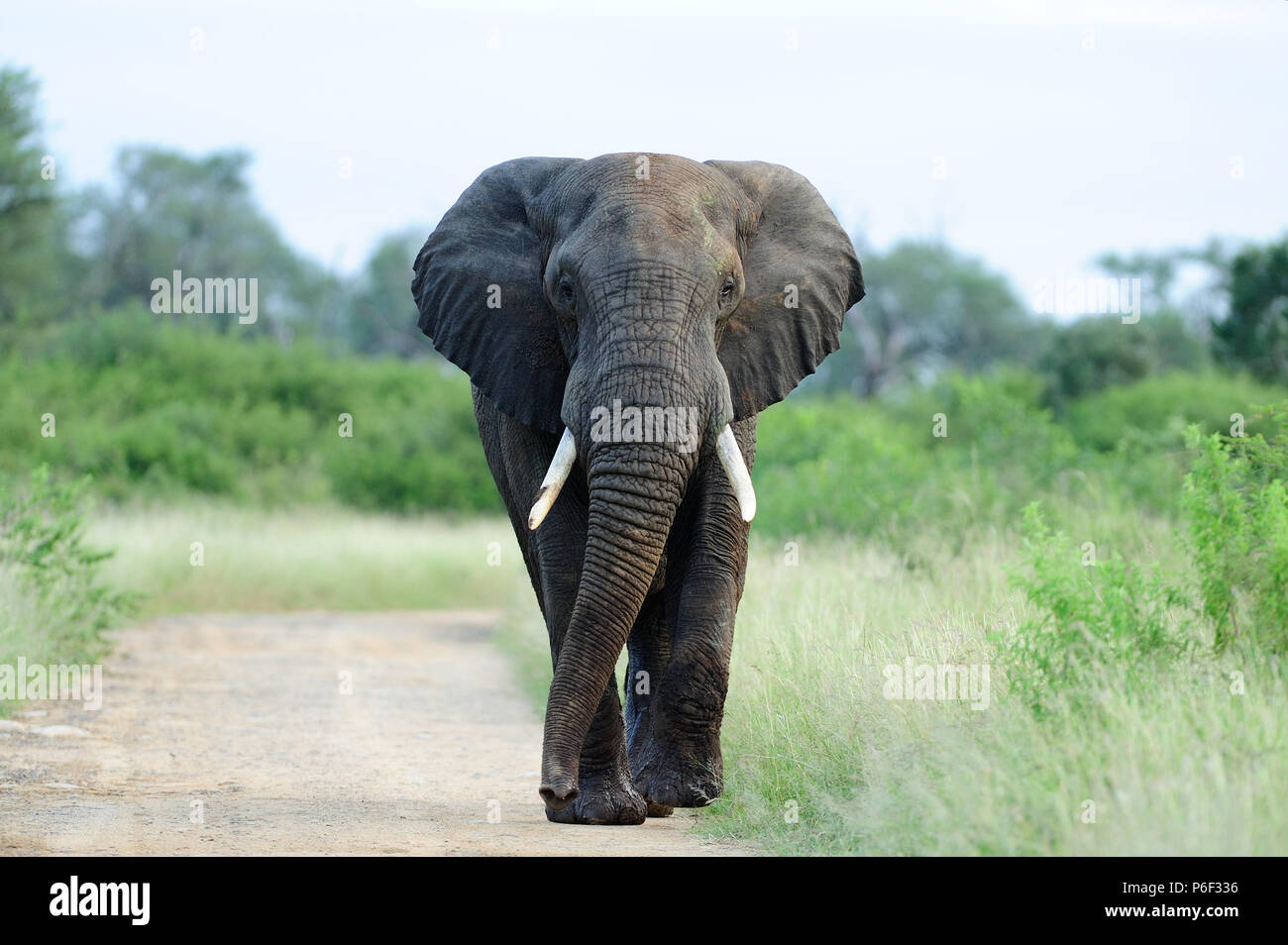 Bull elephant with huge tusks in musk Stock Photo - Alamy