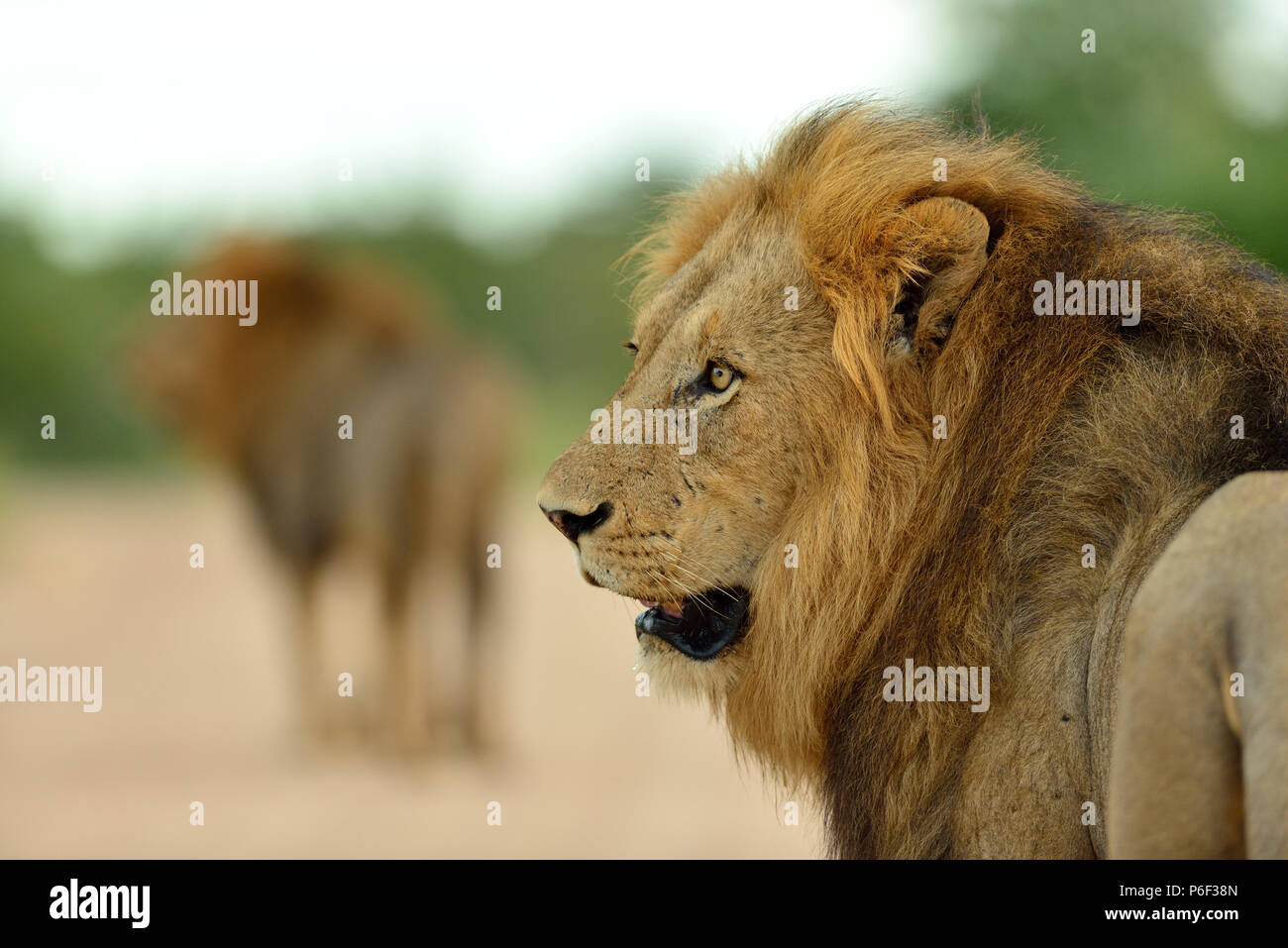 Wild male lion In Savanna Stock Photo - Alamy
