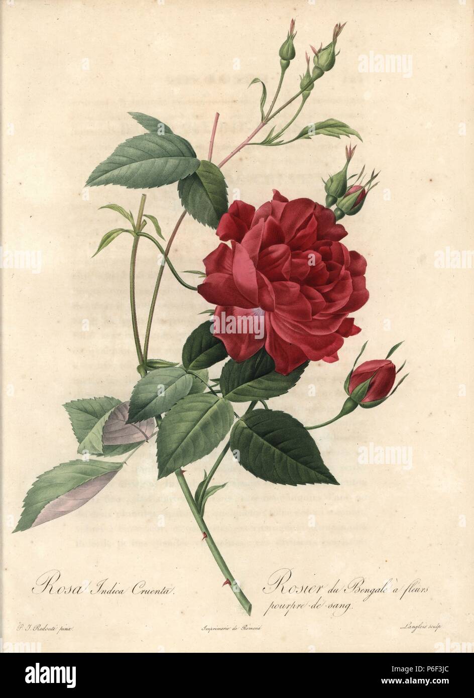 Rosa indica cruenta hi-res stock photography and images - Alamy