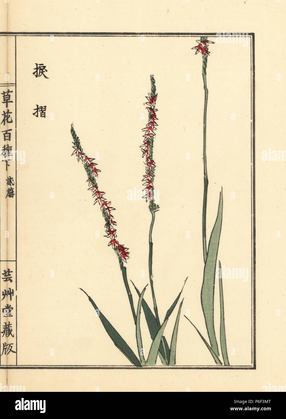 Nejibana or Chinese spiranthes orchid, Spiranthes sinensis var. amoena ...