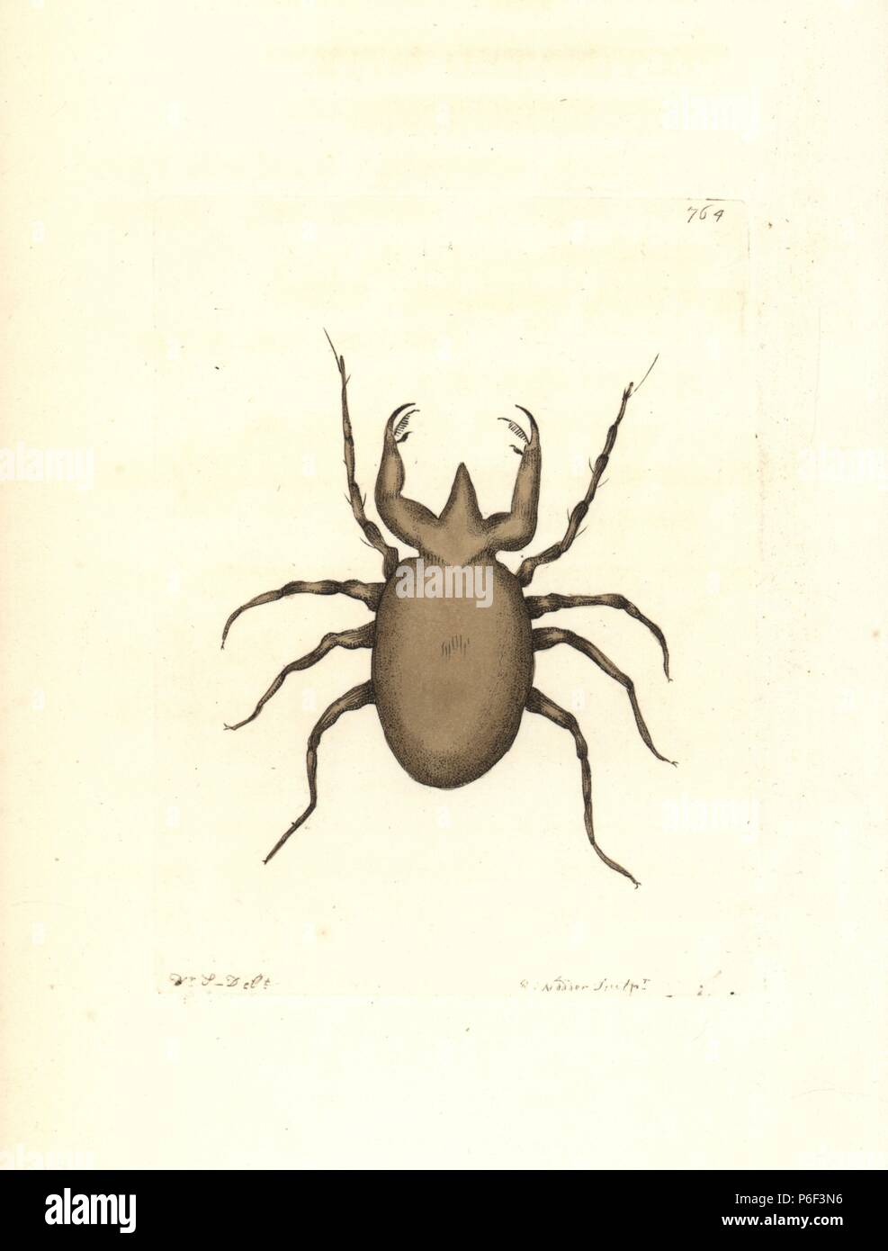 Pectinated mite, Acarus pectinatus. Illustration drawn by Dr. George ...