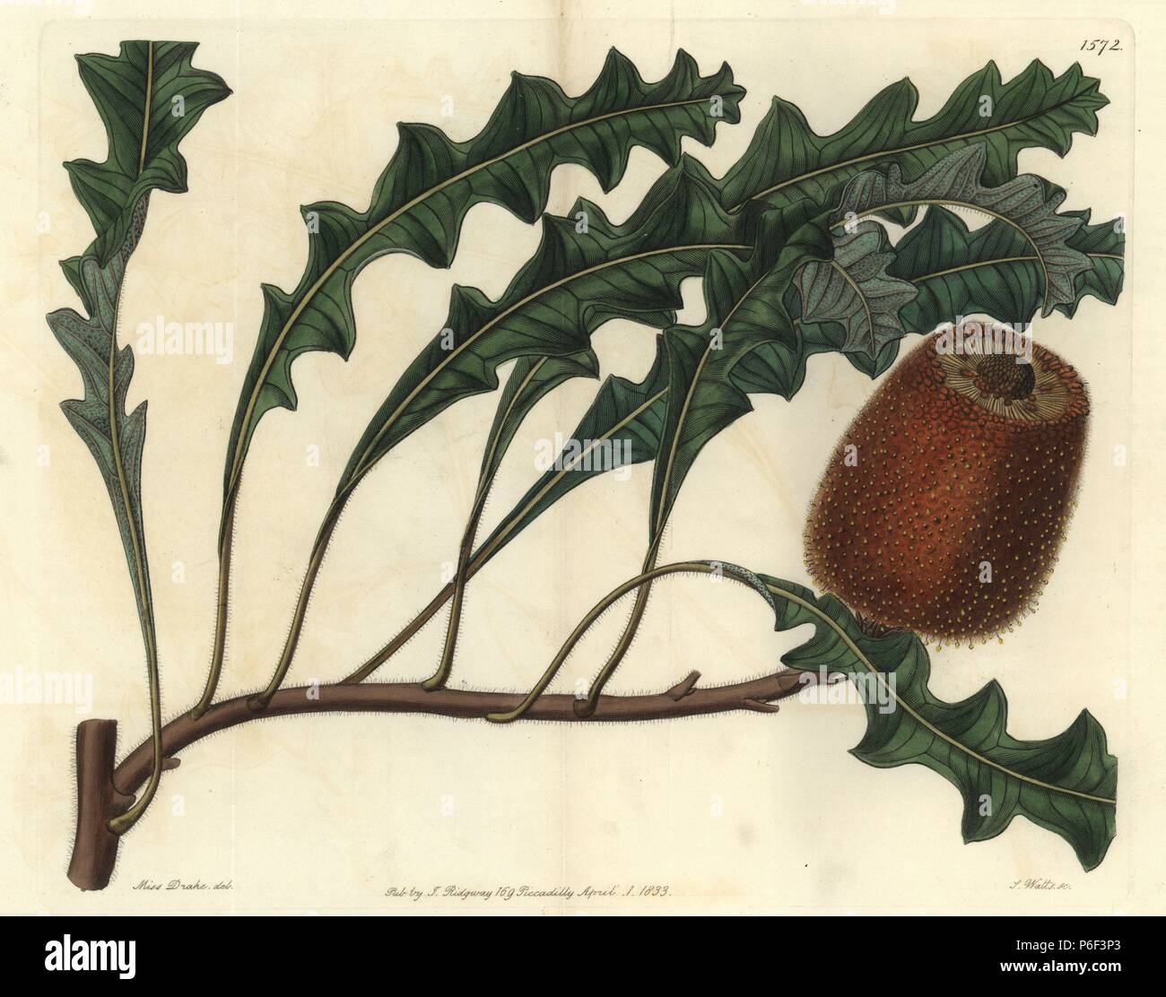 Prostrate banksia, Banksia gardneri (Banksia prostrata). Handcoloured ...
