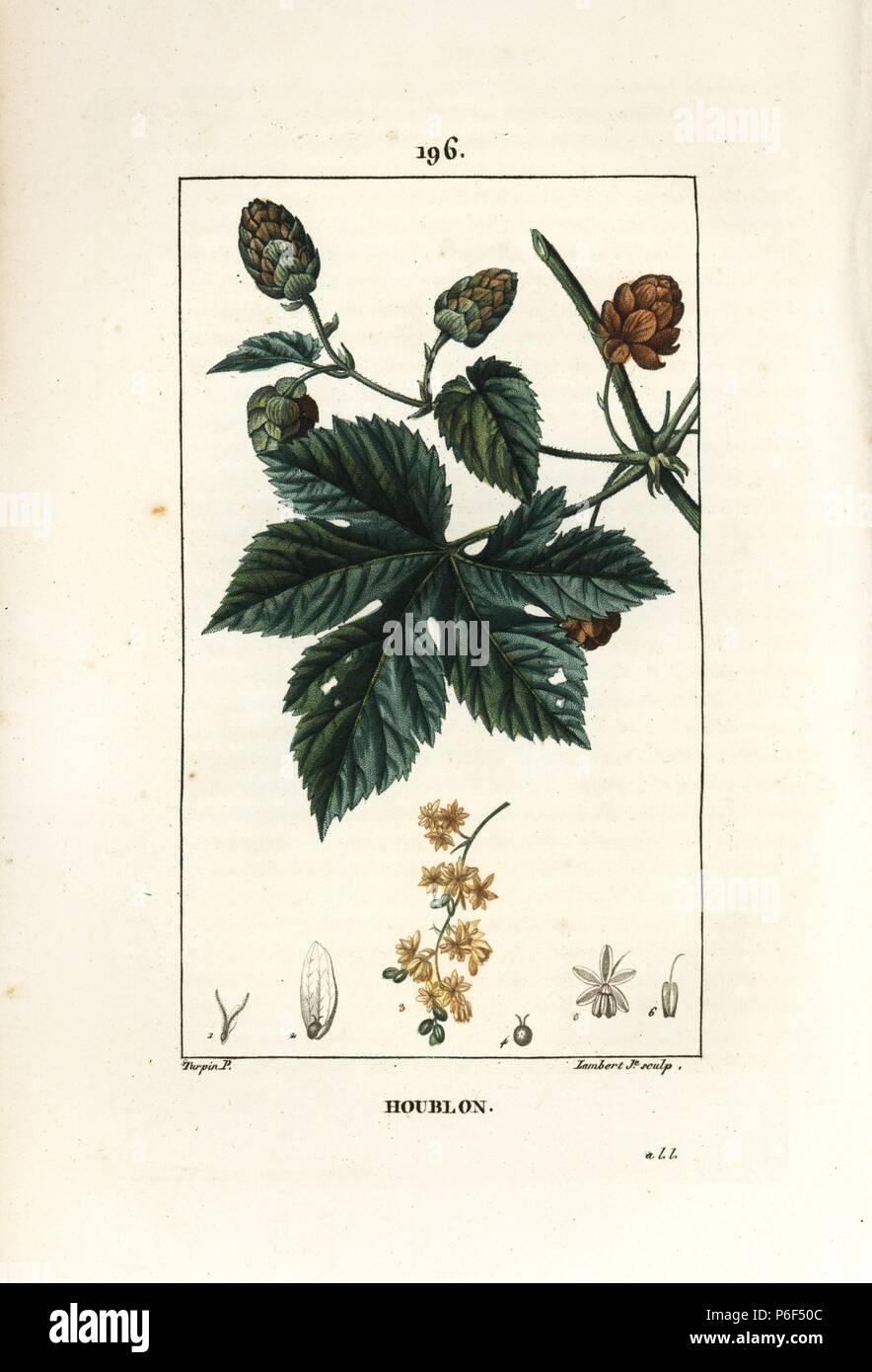 Hops, Humulus lupulus. Handcoloured stipple copperplate engraving by ...