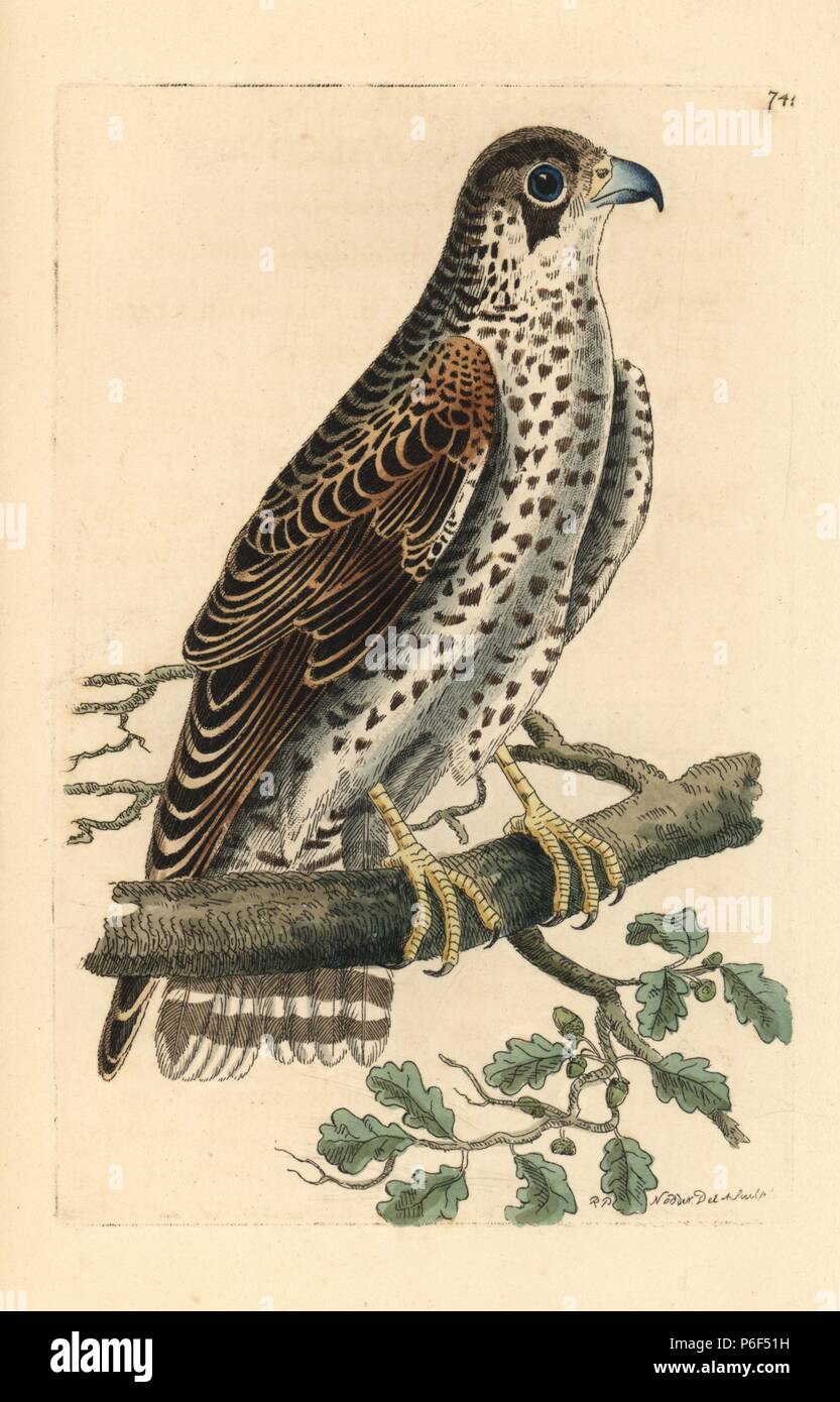 Common falcon, Falco communis (Barbary falcon, Falco peregrinoides ...