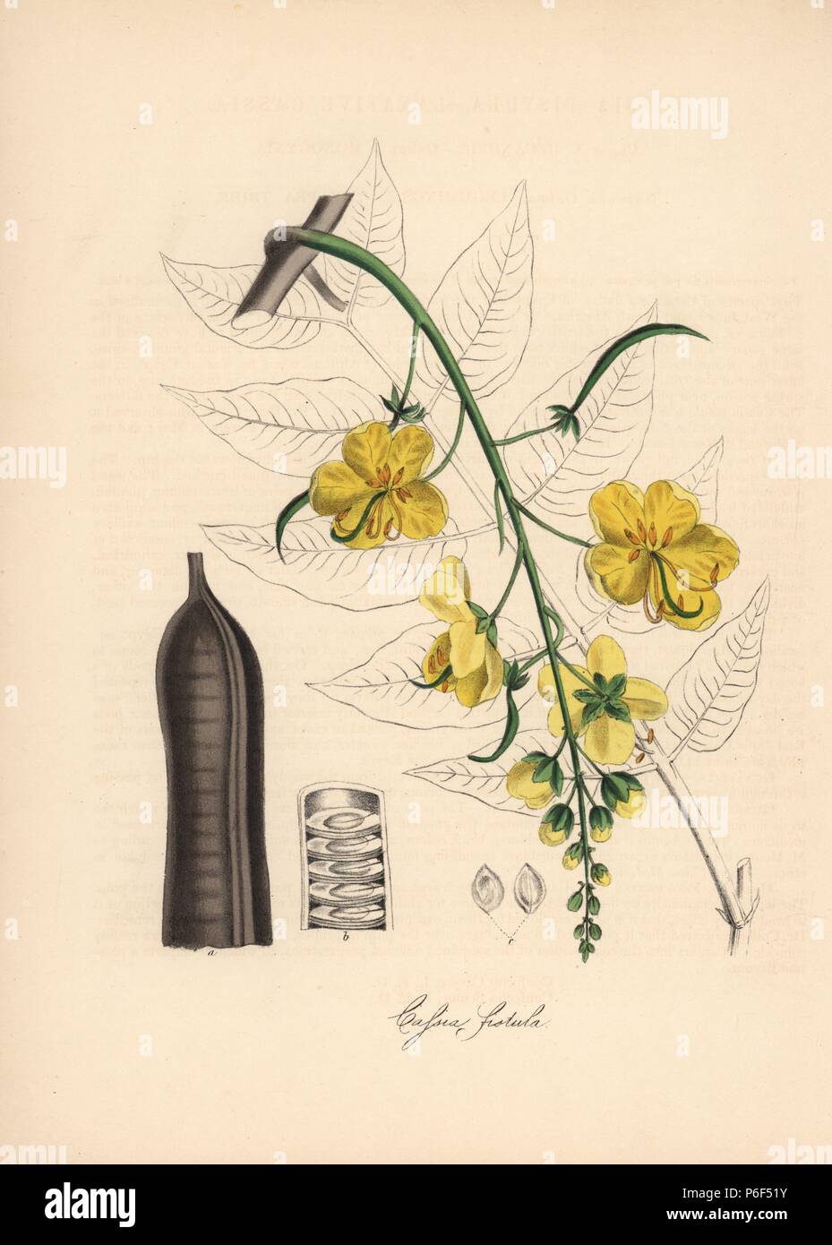 Planta Cassia Fistula High Quality | www.oceanproperty.co.th