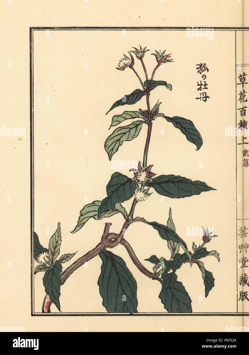 Kitsune no botan or Ranunculus silerifolius. Handcoloured woodblock ...