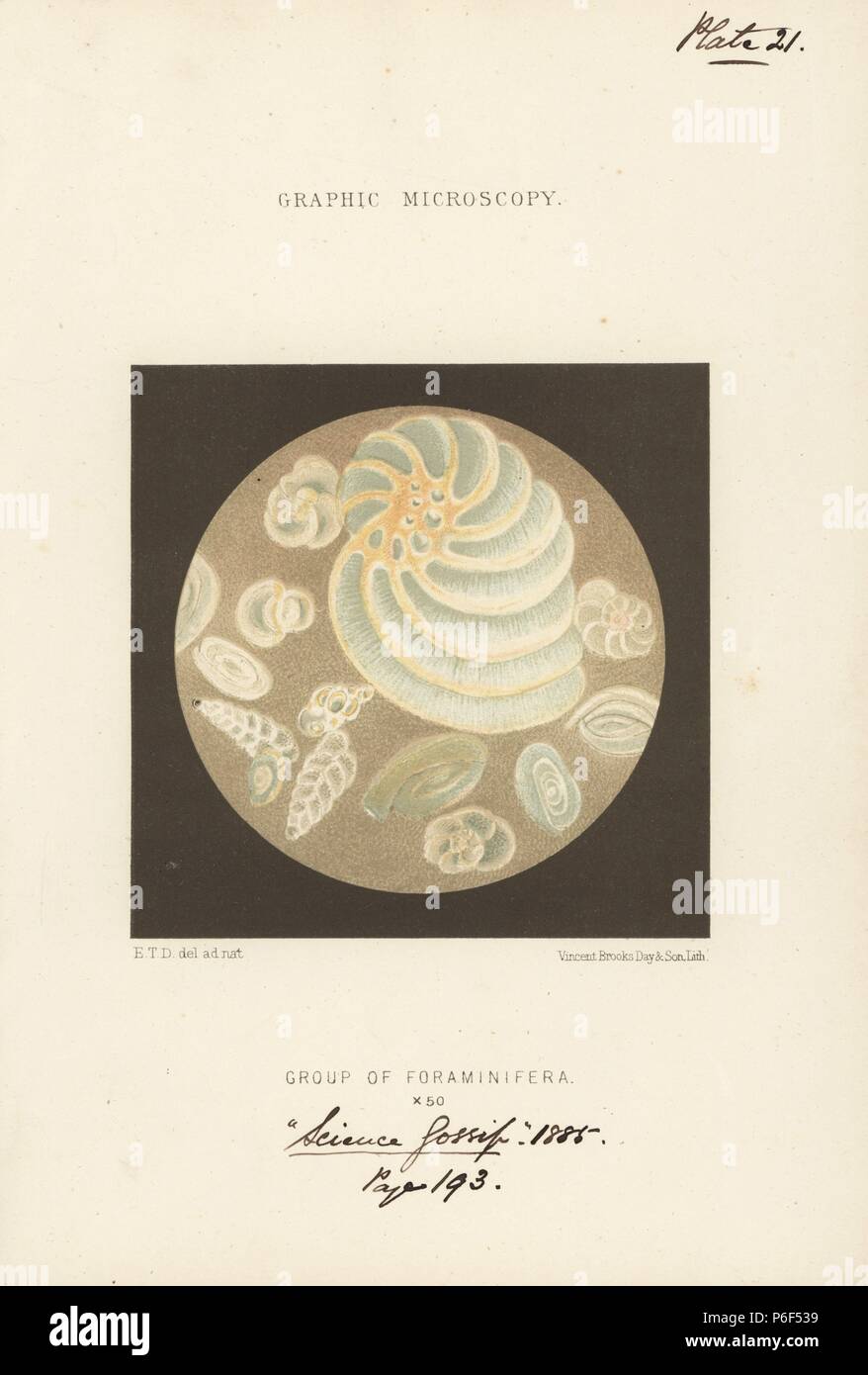 Foraminifera or foraminiferans hi-res stock photography and images - Alamy