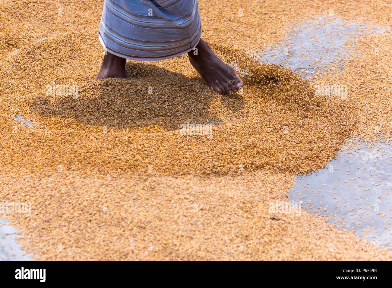 Very hot sun drying rice hi-res stock photography and images - Alamy