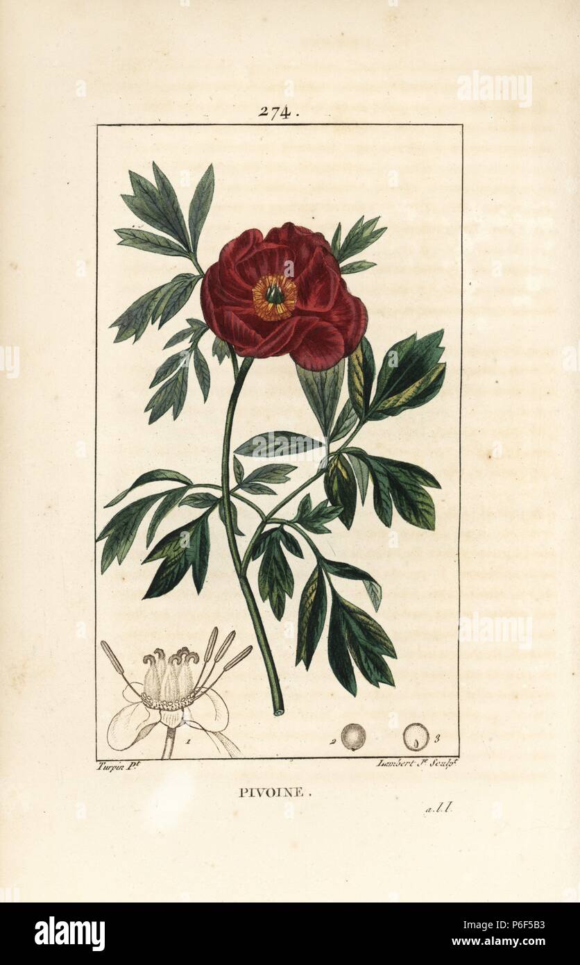 European peony, Paeonia officinalis, with flower, leaf and outline of ...