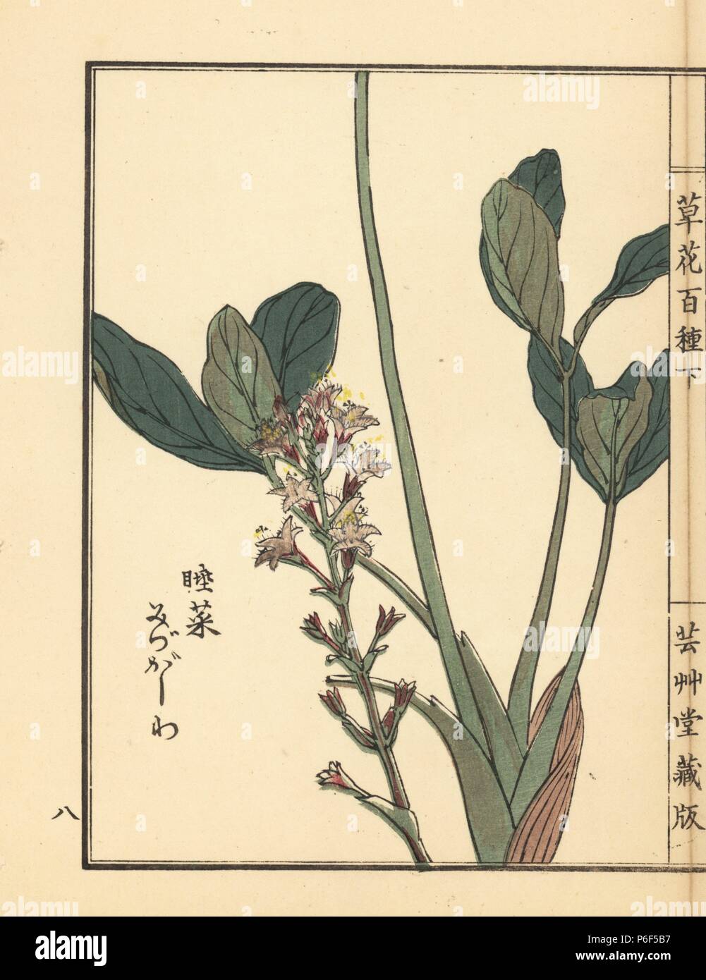 Bogbean illustration hi-res stock photography and images - Alamy