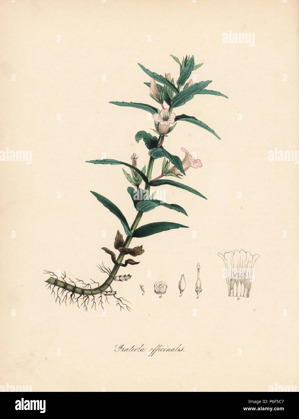 Botany illustrations hi-res stock photography and images - Alamy