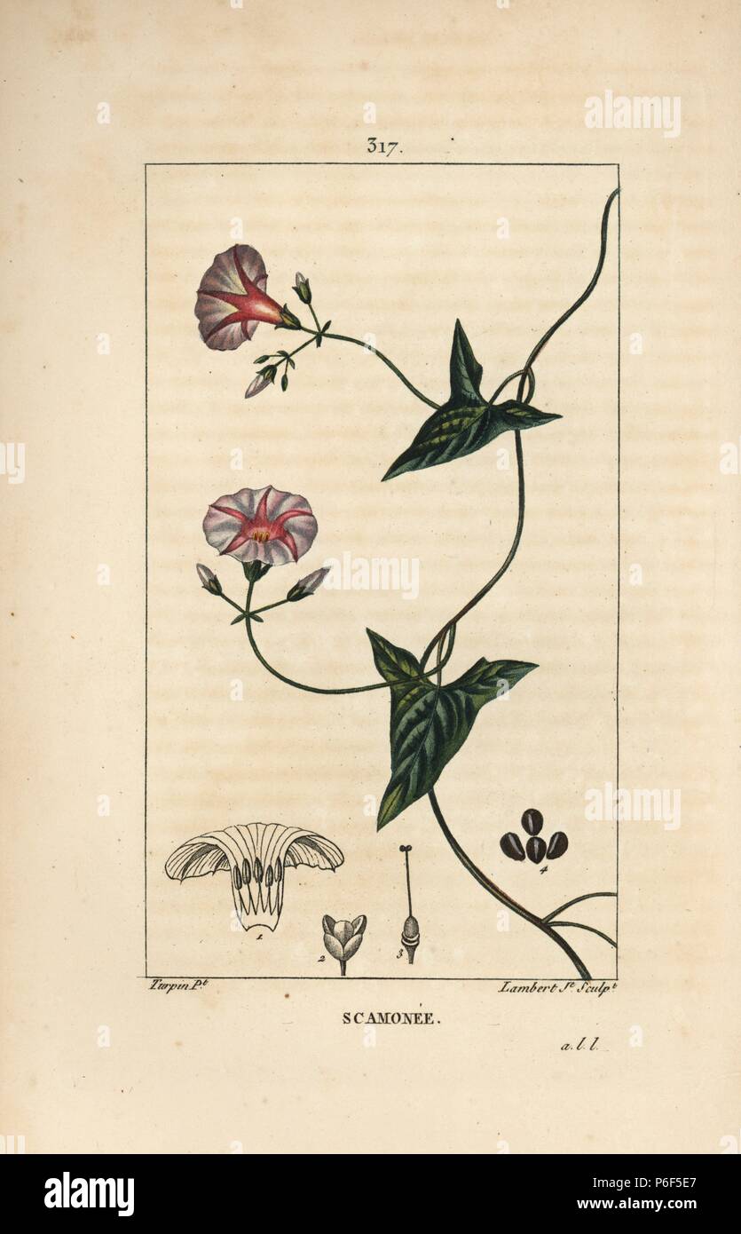 Scammony, Convolvulus scammonia, with flower, leaf, stalk and climbing ...