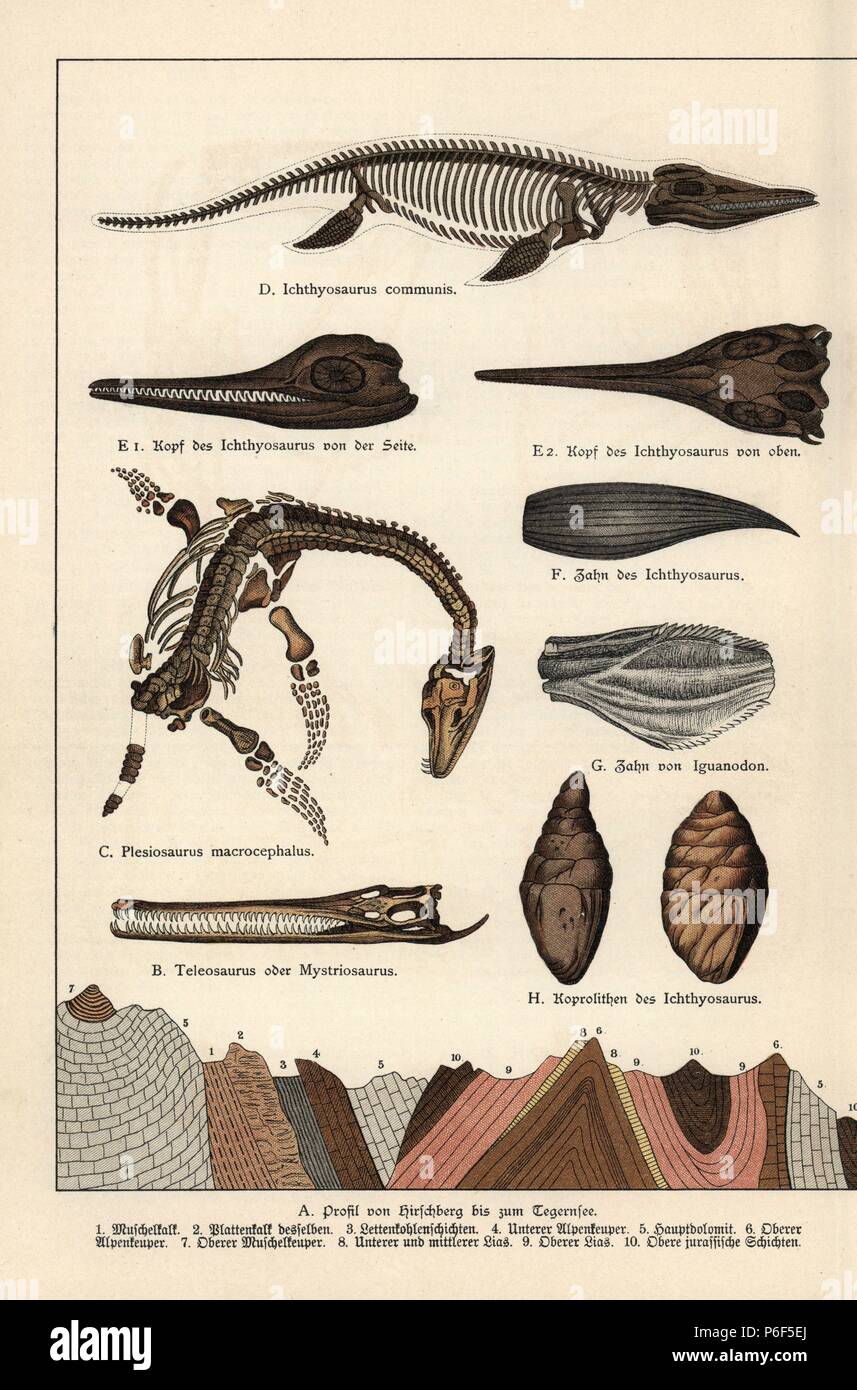 Fossils of head of Jurassic crocodile Teleosaurus, skeleton of marine reptile Plesiosaurus ...