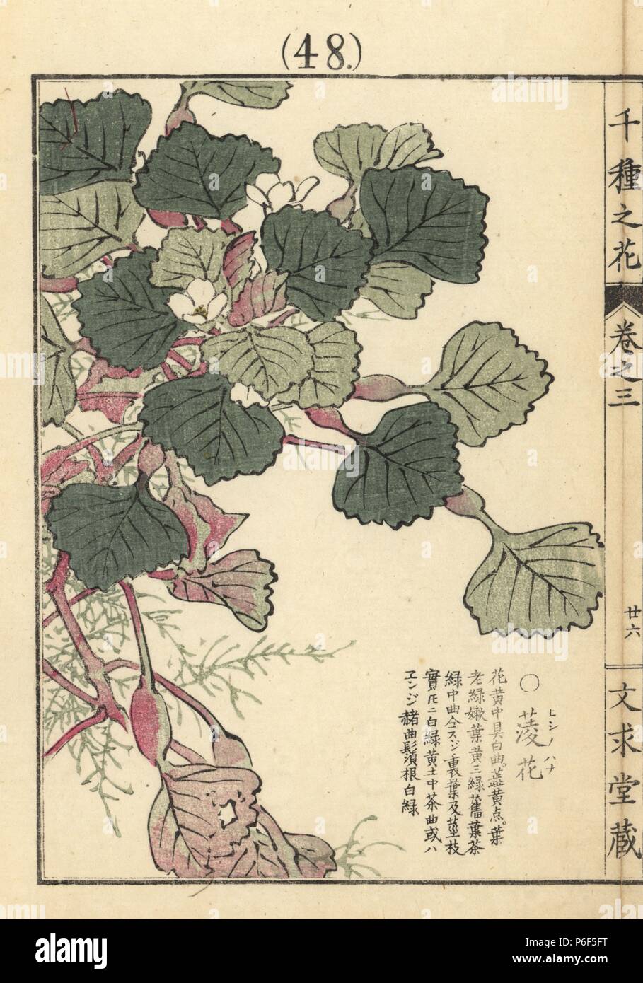 Hishinohana or Japanese water caltrop flower, Trapa japonica ...