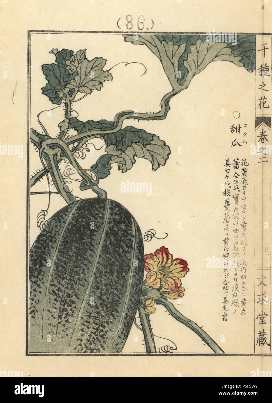 Makuwauri or makuwa musk melon, Cucumis melo var. makuwa. Handcoloured ...