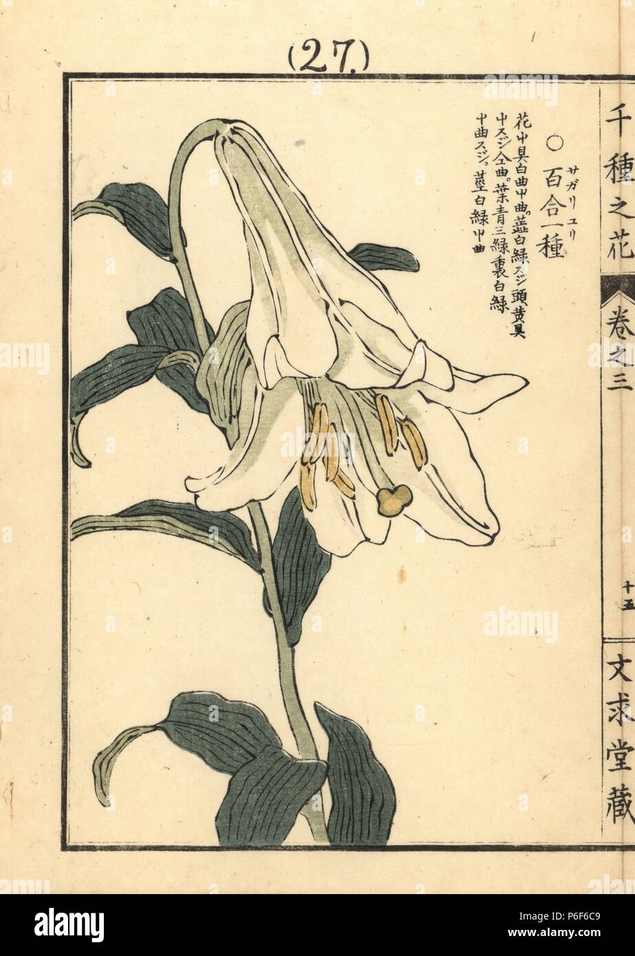 Sagariyuri or bamboo lily, Lilium japonicum Thunb. Handcoloured ...
