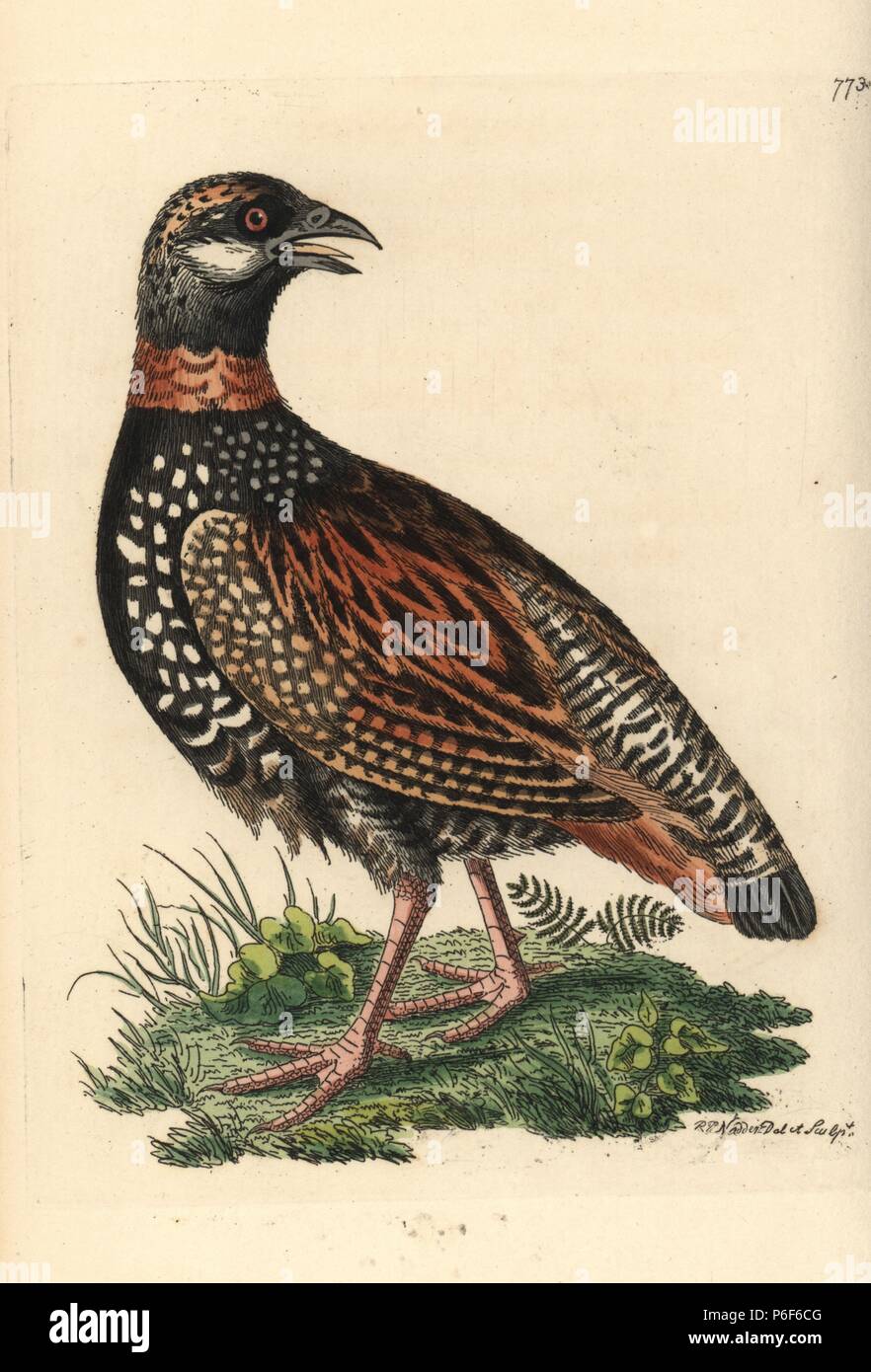 Black francolin, Francolinus francolinus. Illustration drawn and ...