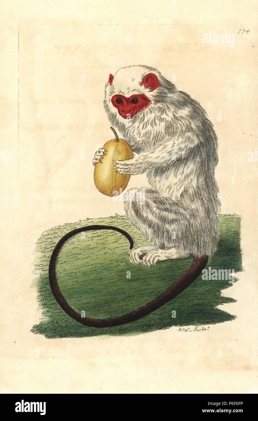 Silvery marmoset, Mico argentatus. Illustration drawn and engraved by ...