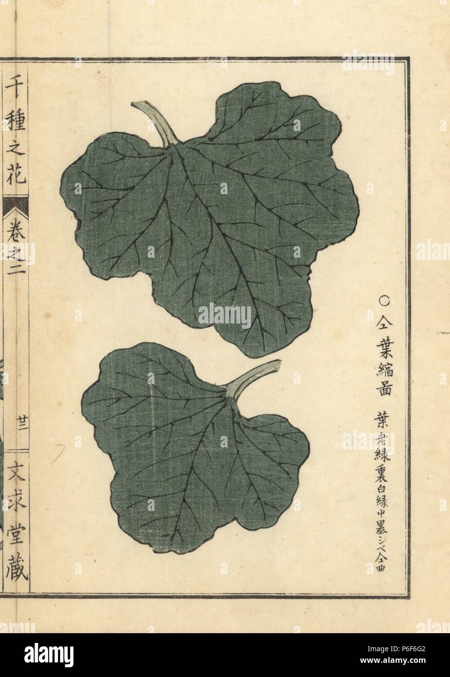 Makuwauri hi-res stock photography and images - Alamy