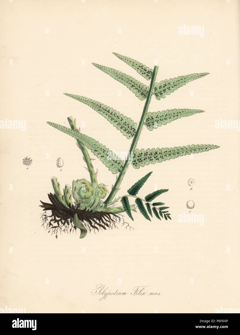 Aspidium filix mas hi-res stock photography and images - Alamy