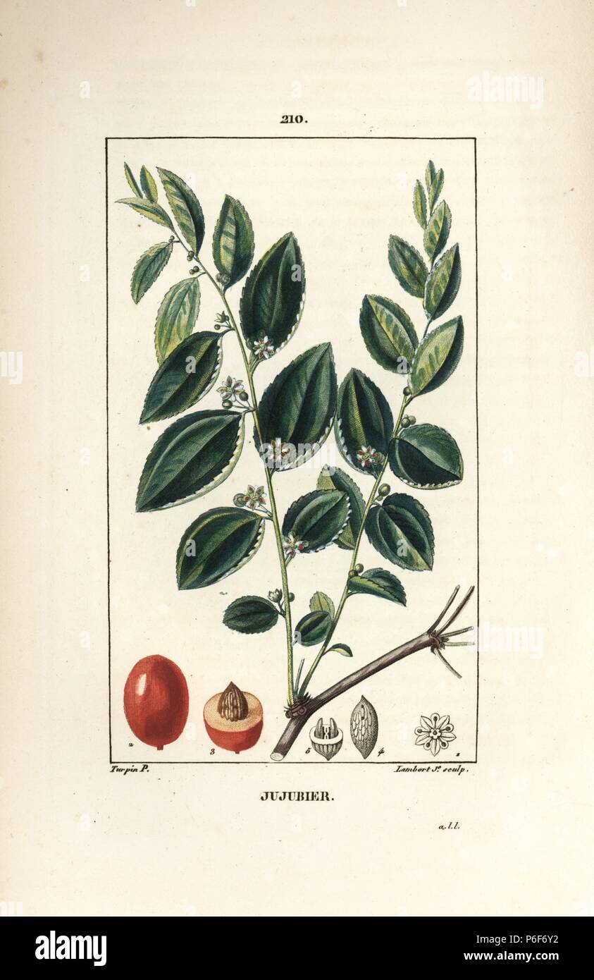 Jujube Tree Illustration