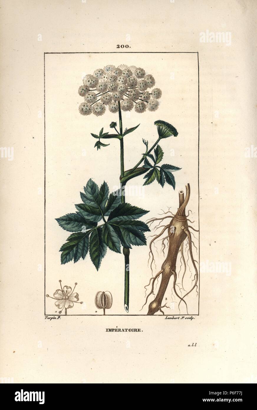 Masterwort, Imperatoria ostruthium, with flower, leaf and root ...