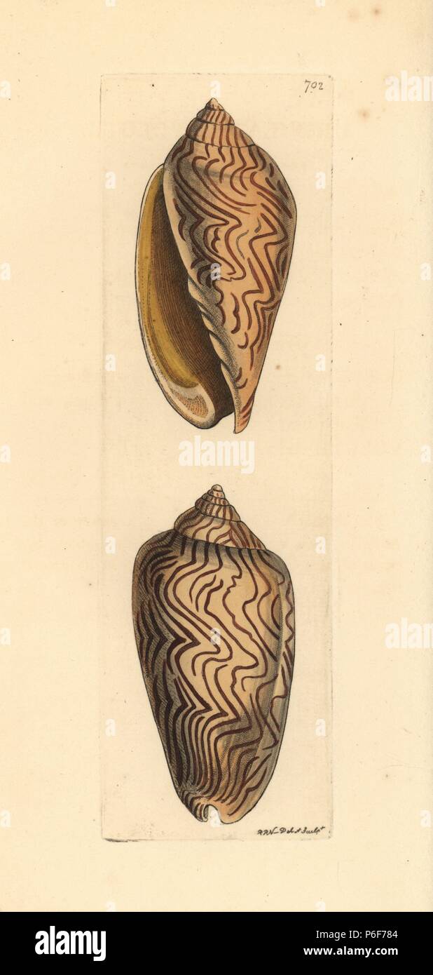 Amoria undulata sea snail. Illustration drawn and engraved by Richard ...
