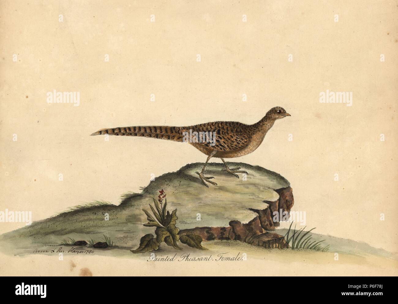 Golden or Chinese pheasant, Chrysolophus pictus, female. (Painted ...