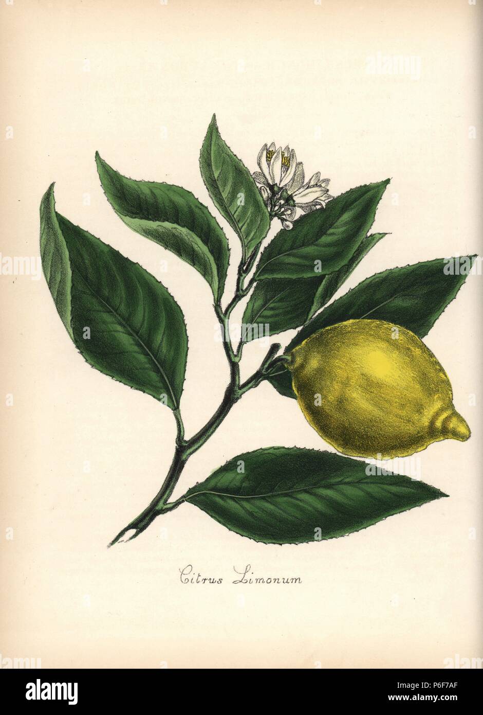 Lemon Botanical Illustration