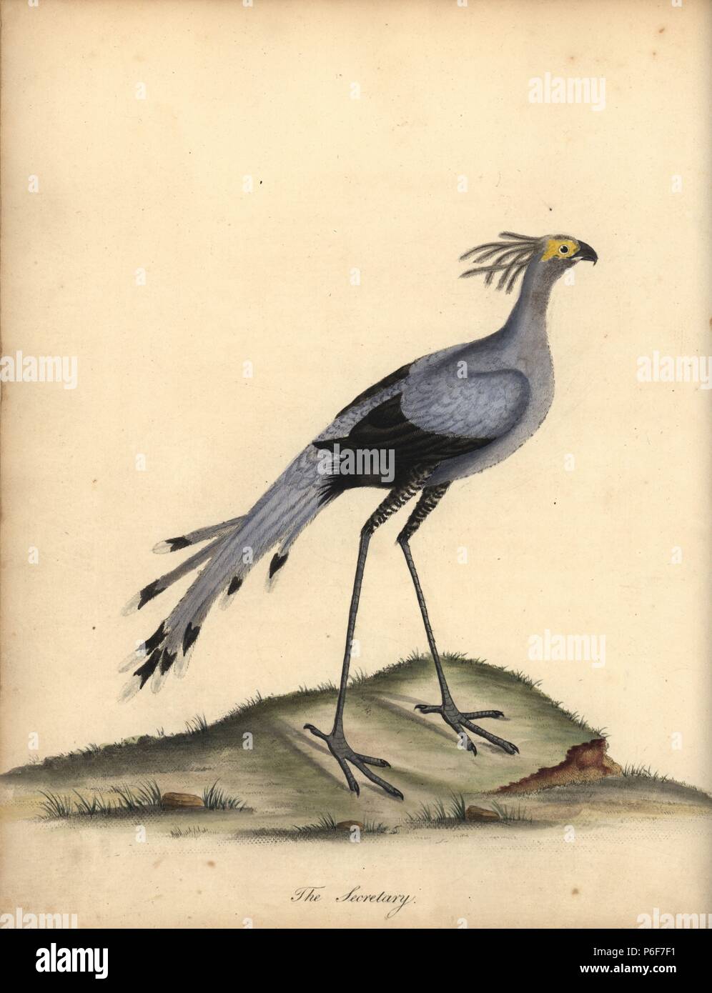 Secretarybird, Sagittarius serpentarius. Vulnerable. (Falco ...