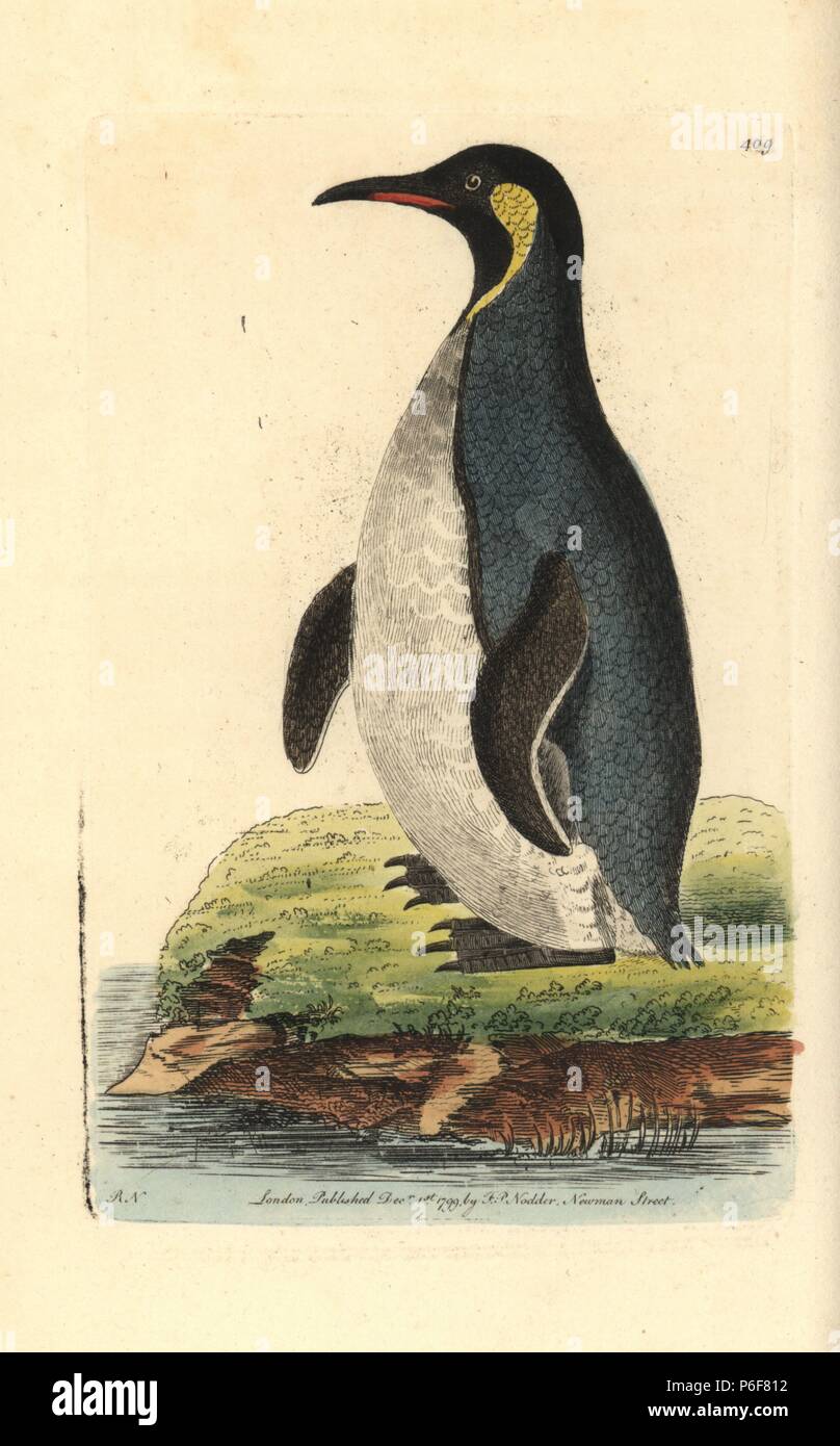 King penguin, Aptenodytes patagonicus (Patagonian penguin, Pinguinaria ...