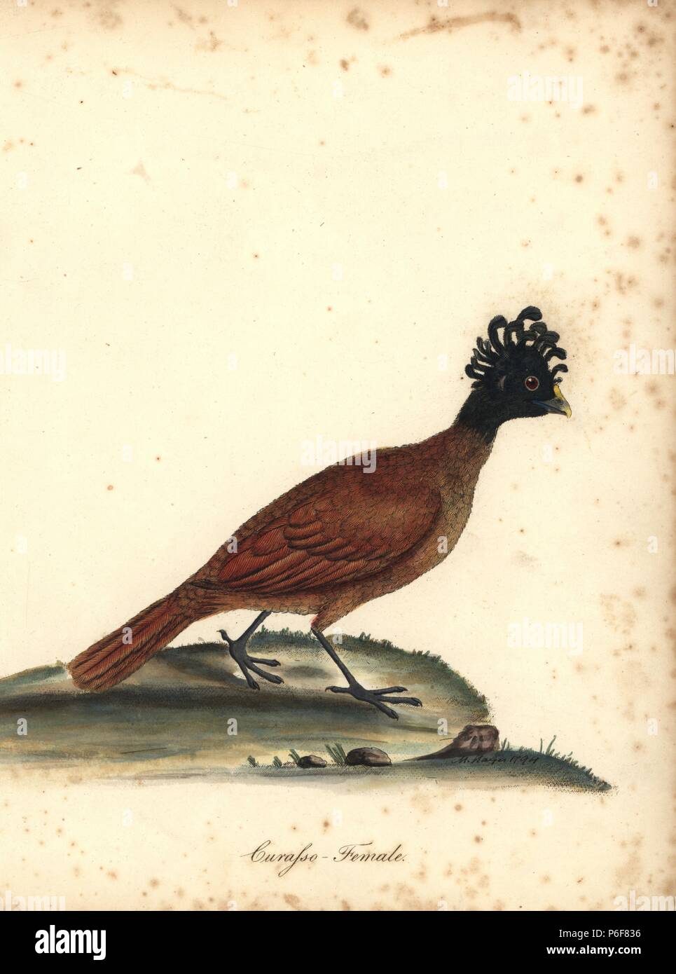 Great curassow, Crax rubra, female. (Curasso, Crax rubra) Vulnerable ...